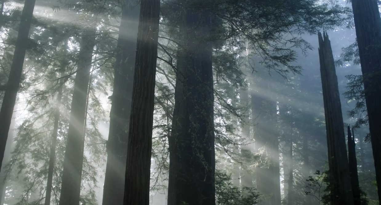 Miele Commitment to Environment | MieleForest